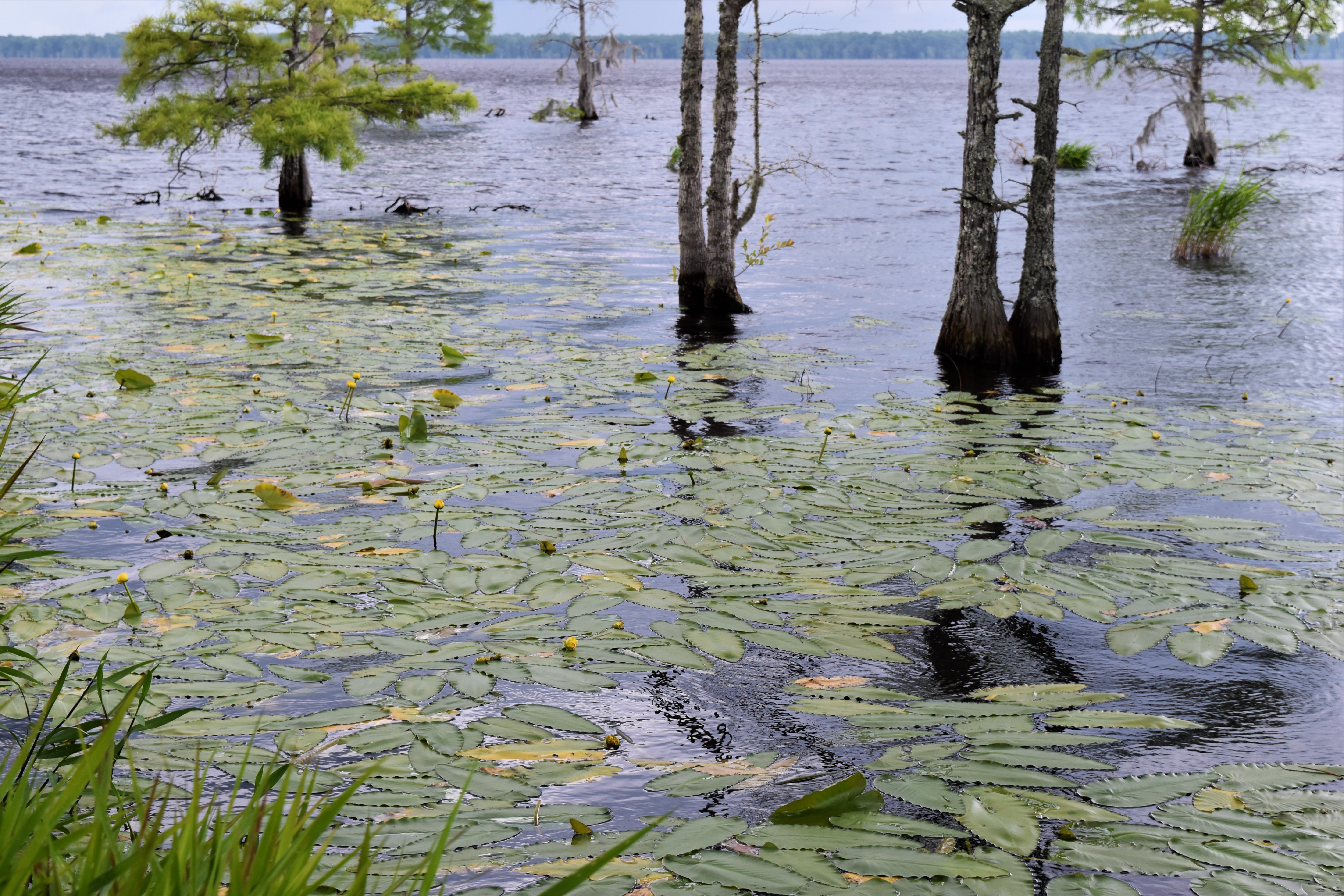 Stream & Wetland Mitigation Program | NC DEQ